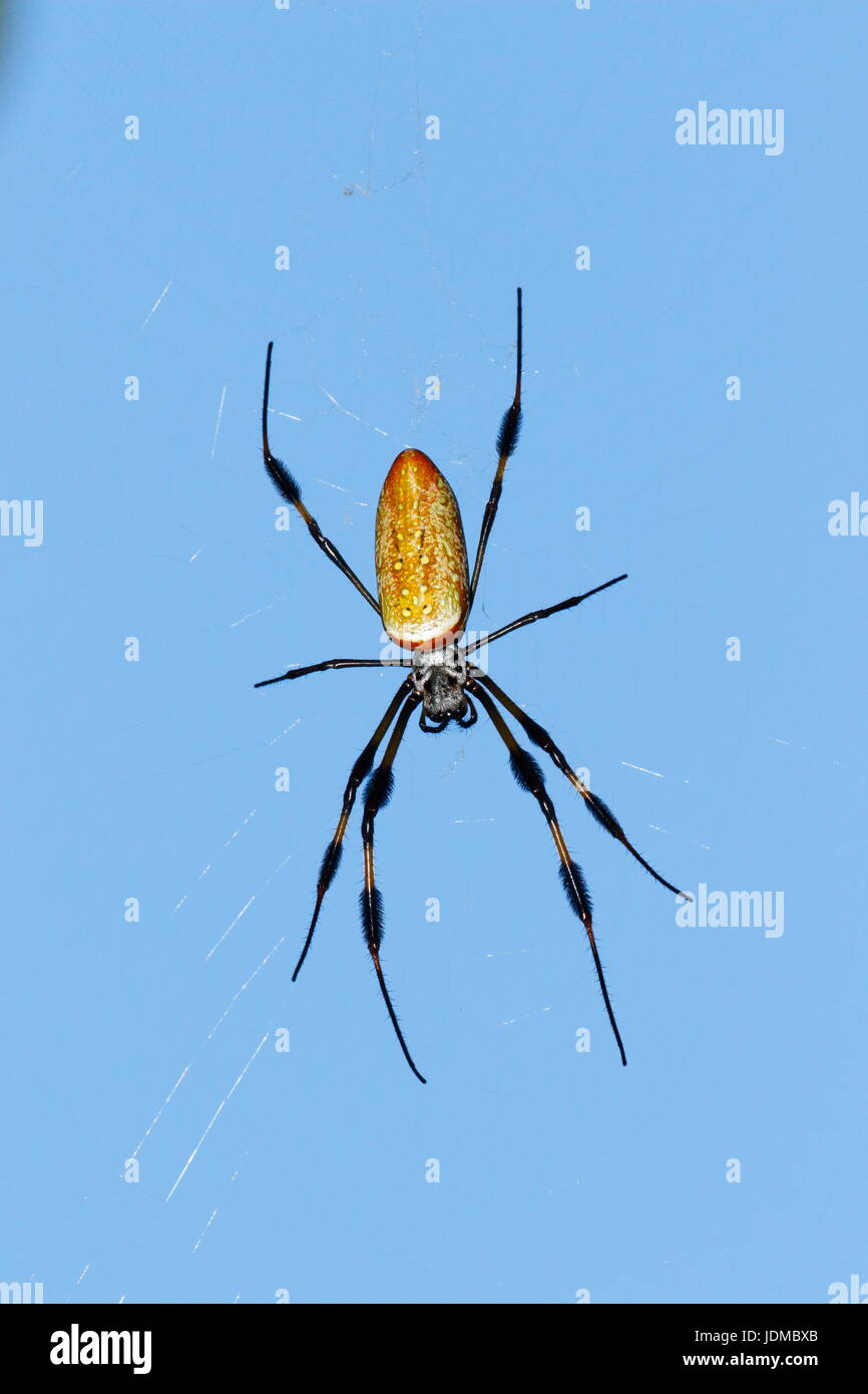 Golden spider web hi-res stock photography and images - Alamy