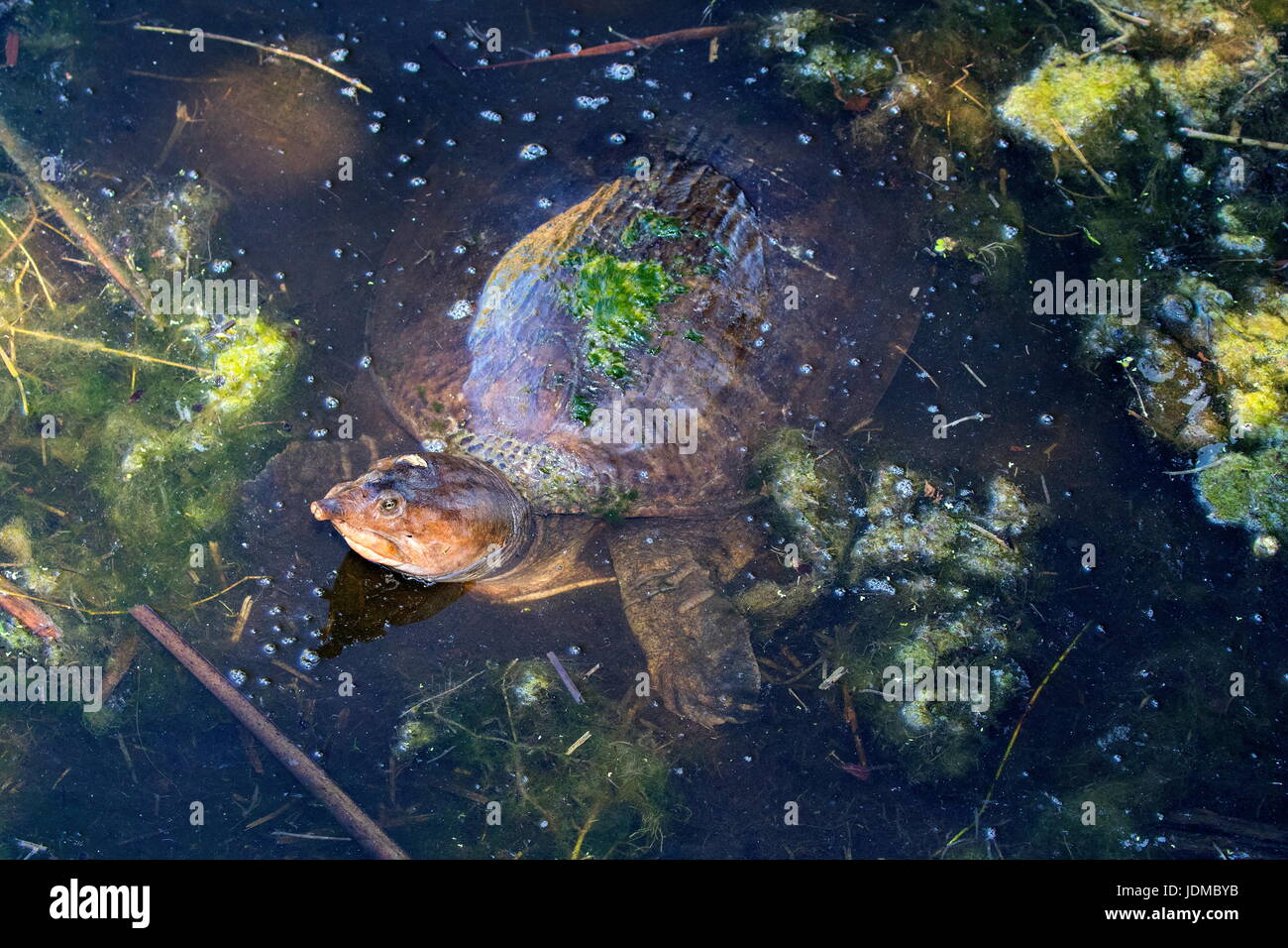 A Florida softshell turtle, Apalone ferox, on the water's surface Stock ...