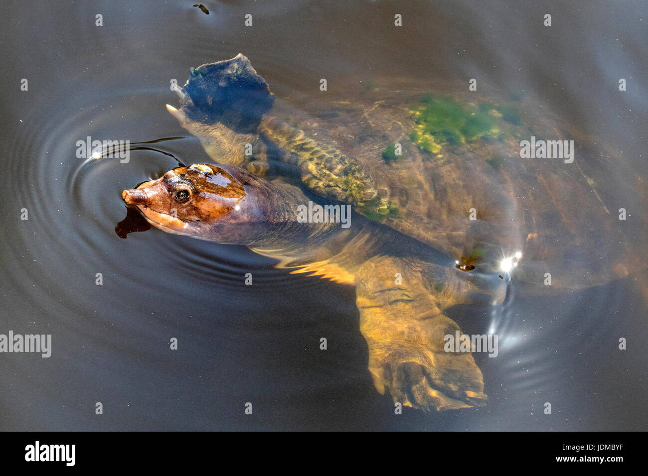 A Florida softshell turtle, Apalone ferox, on the surface of the water ...