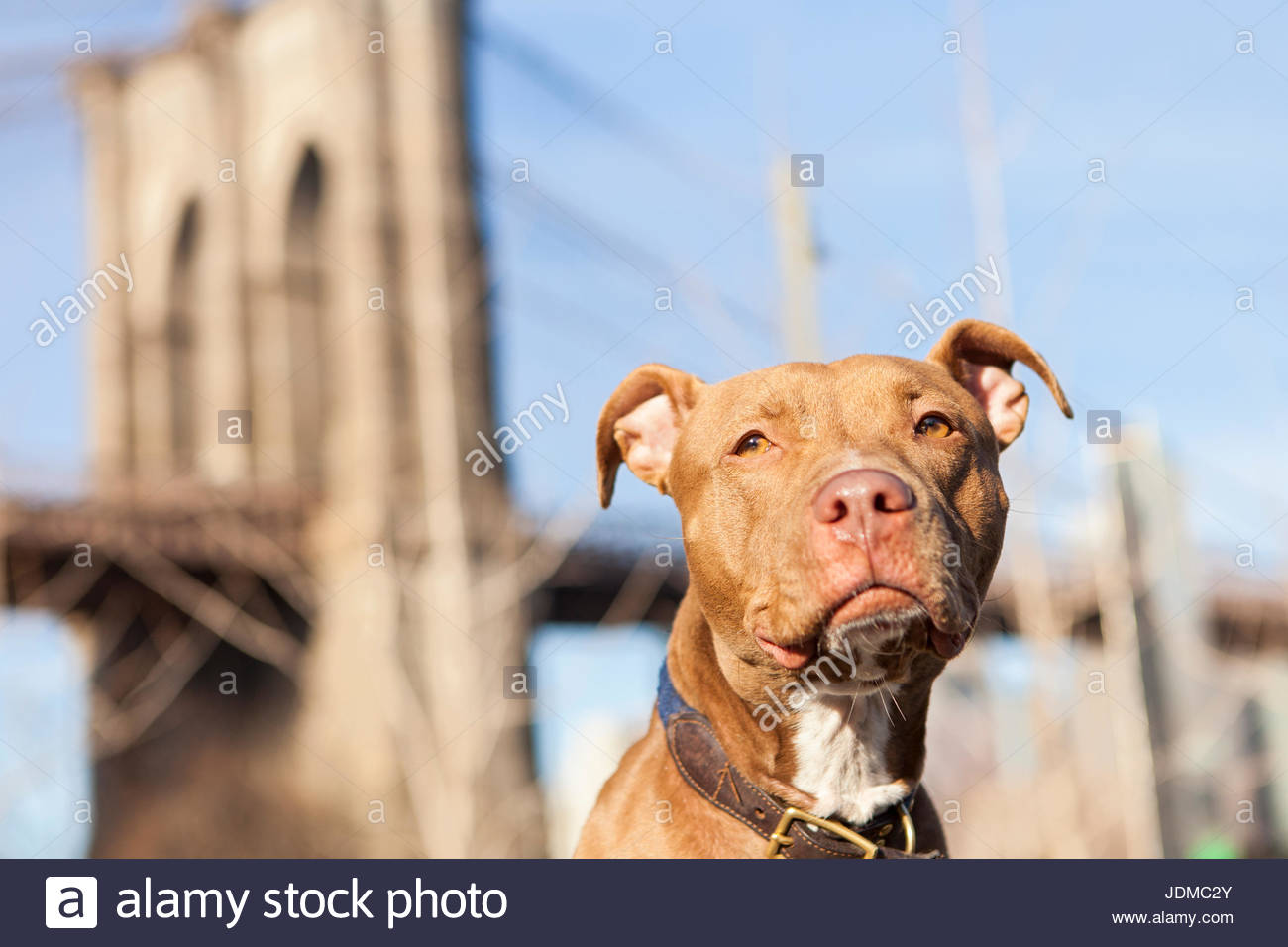 American Staffordshire Pit Bull Terrier Stock Photos & American ...