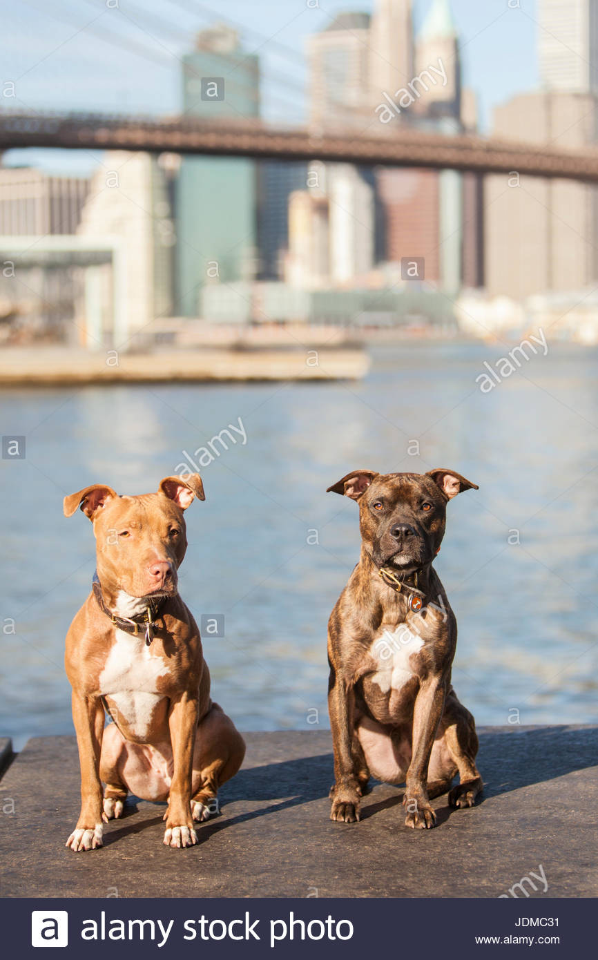 American Staffordshire Pit Bull Terrier Stock Photos & American ...