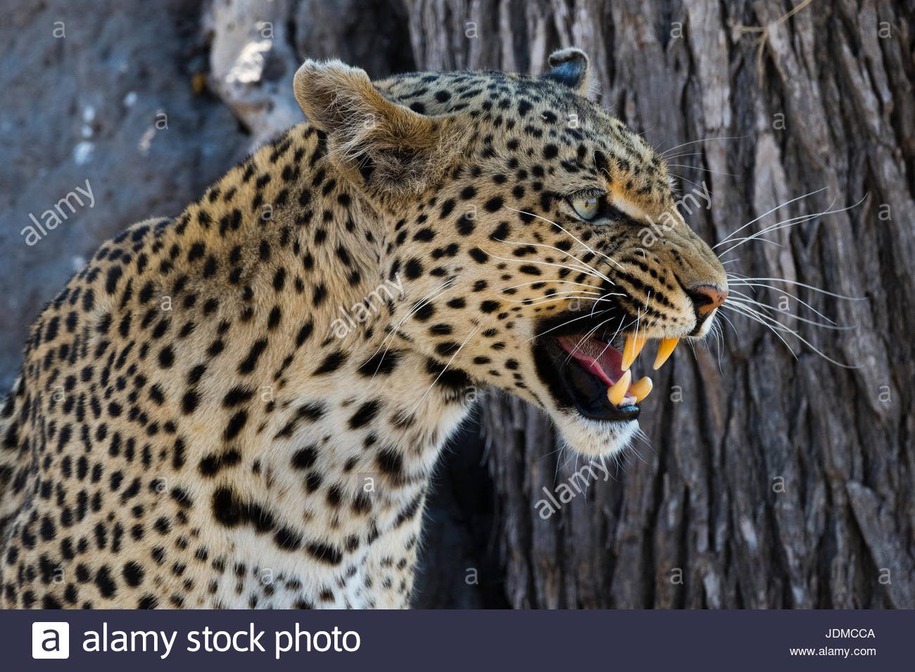 Leopard Tongue Stock Photos & Leopard Tongue Stock Images - Alamy