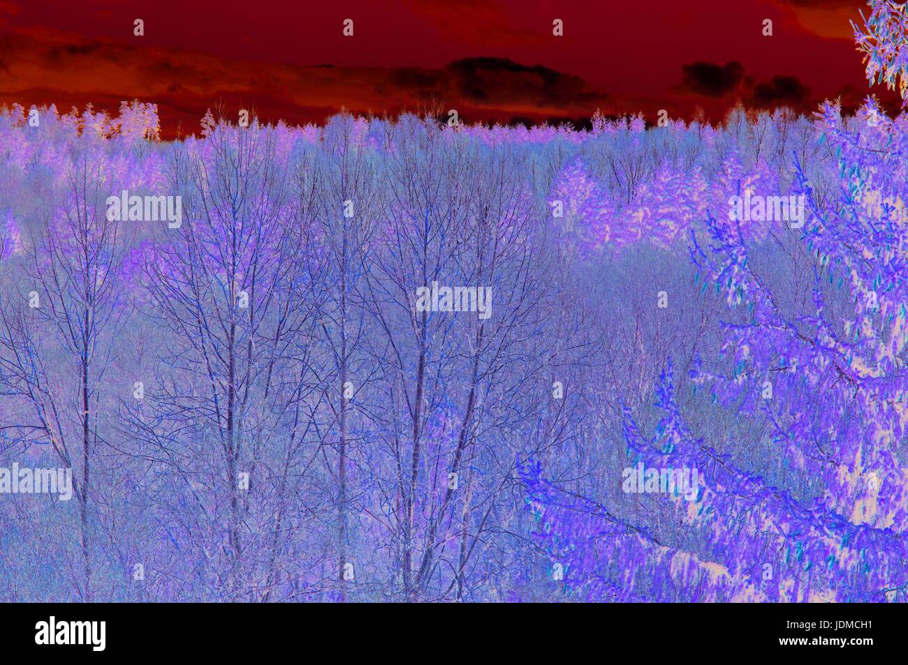 the view from the top, landscape forest trees high Stock Photo - Alamy