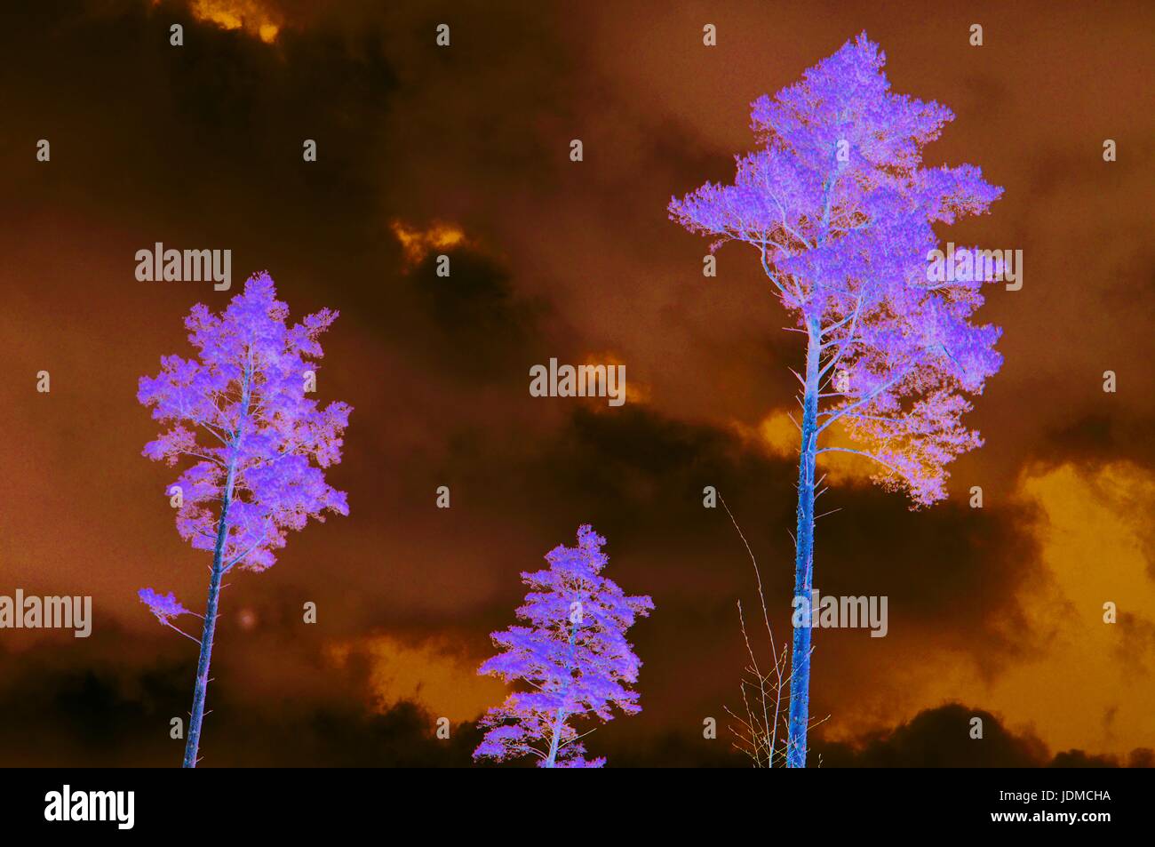 the view from the top, landscape forest trees high Stock Photo - Alamy