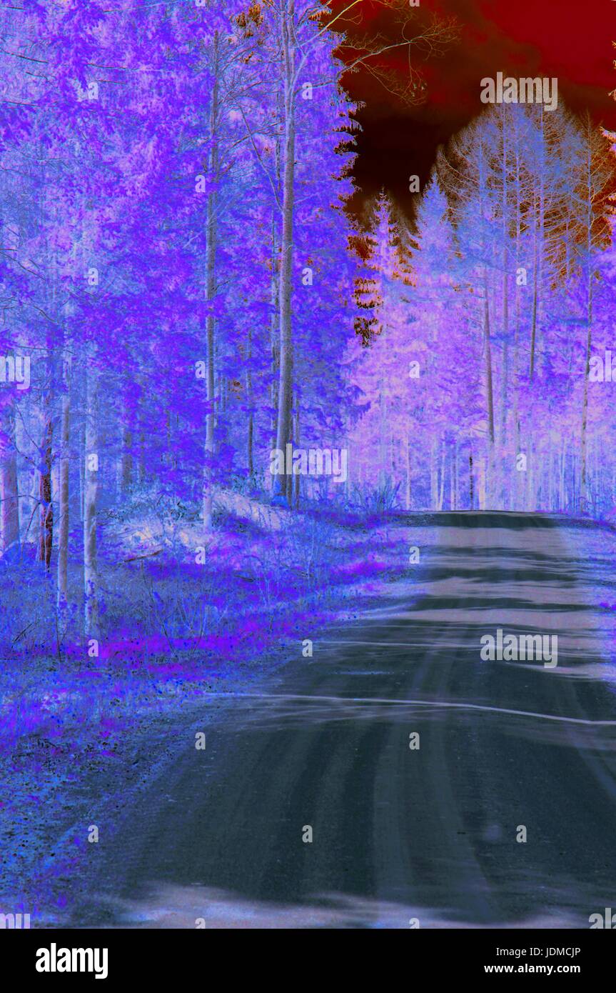 unpaved forest road, a wide track in the woods tall pine trees Stock ...