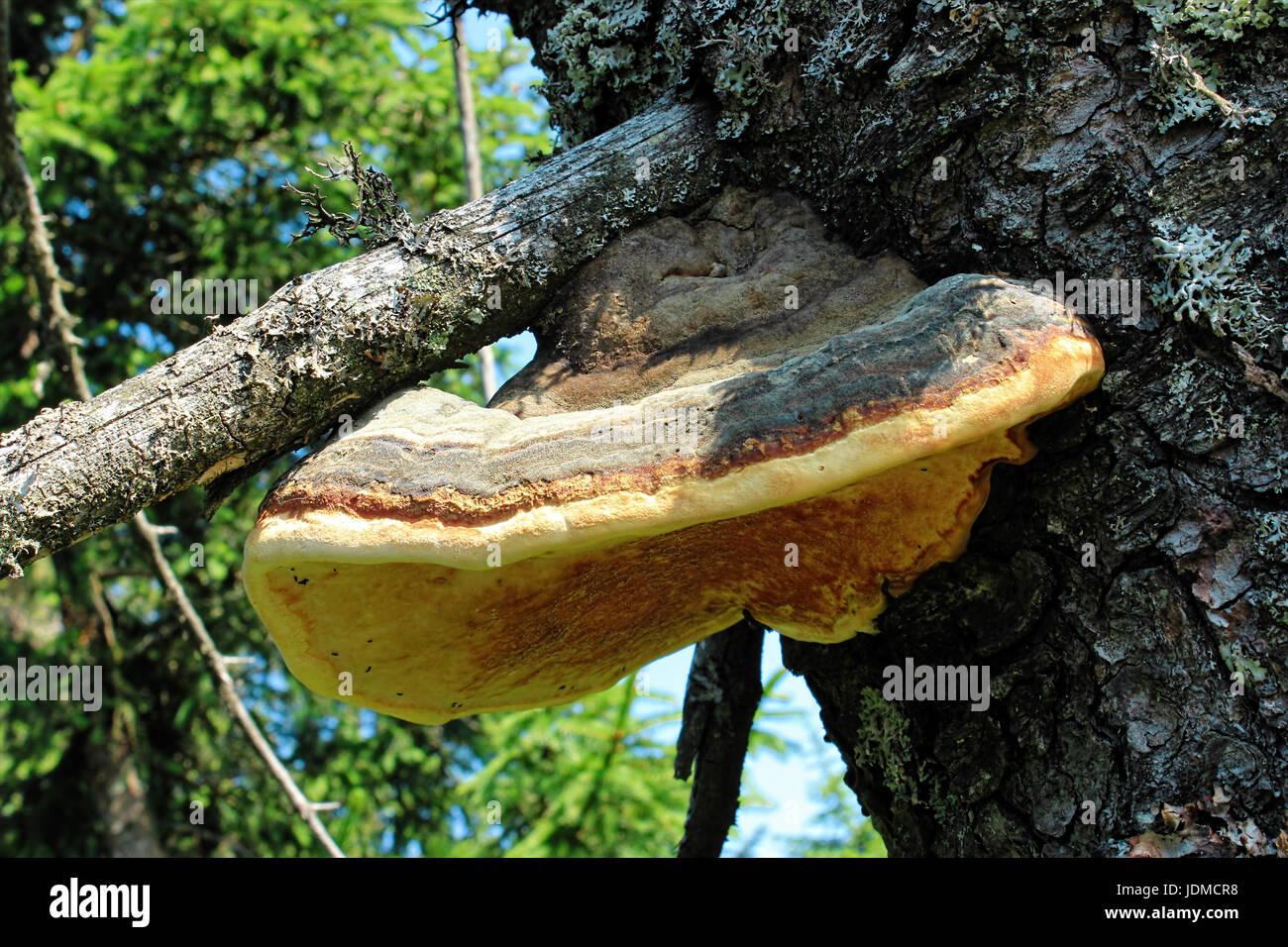 Heat Fungus High Resolution Stock Photography and Images - Alamy