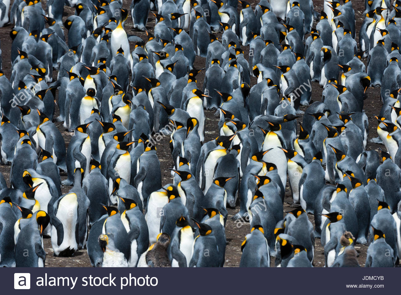 Bird Colony Stock Photos & Bird Colony Stock Images - Alamy