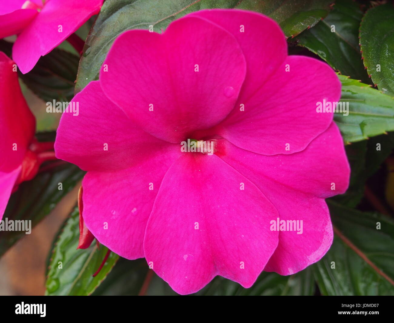 Large flower buds of the balsam. Macro Stock Photo - Alamy