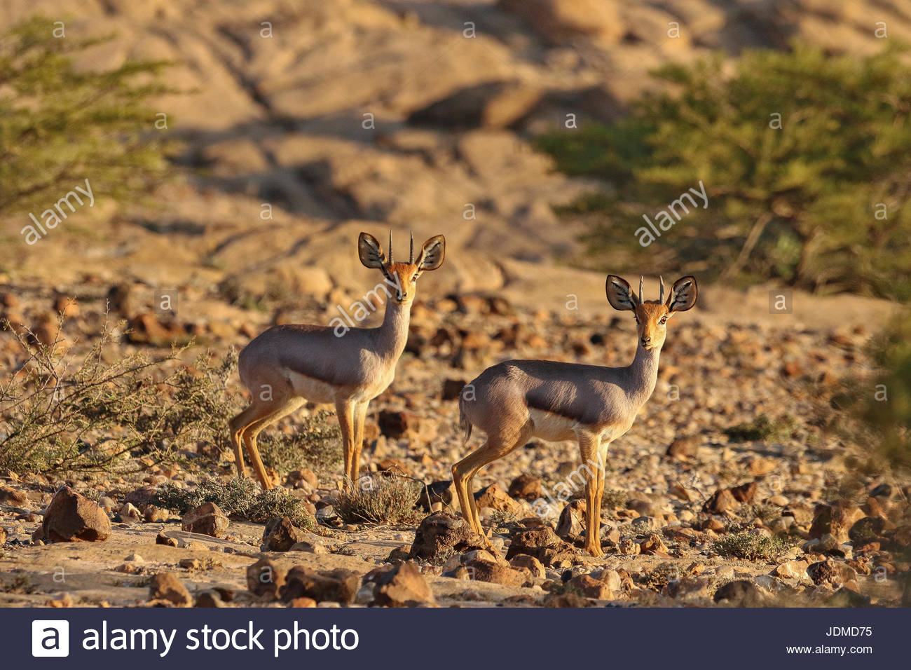 Beira Stock Photos & Beira Stock Images - Alamy