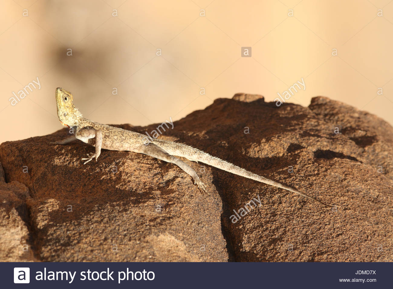 Agama Lizard Female Stock Photos & Agama Lizard Female Stock Images - Alamy