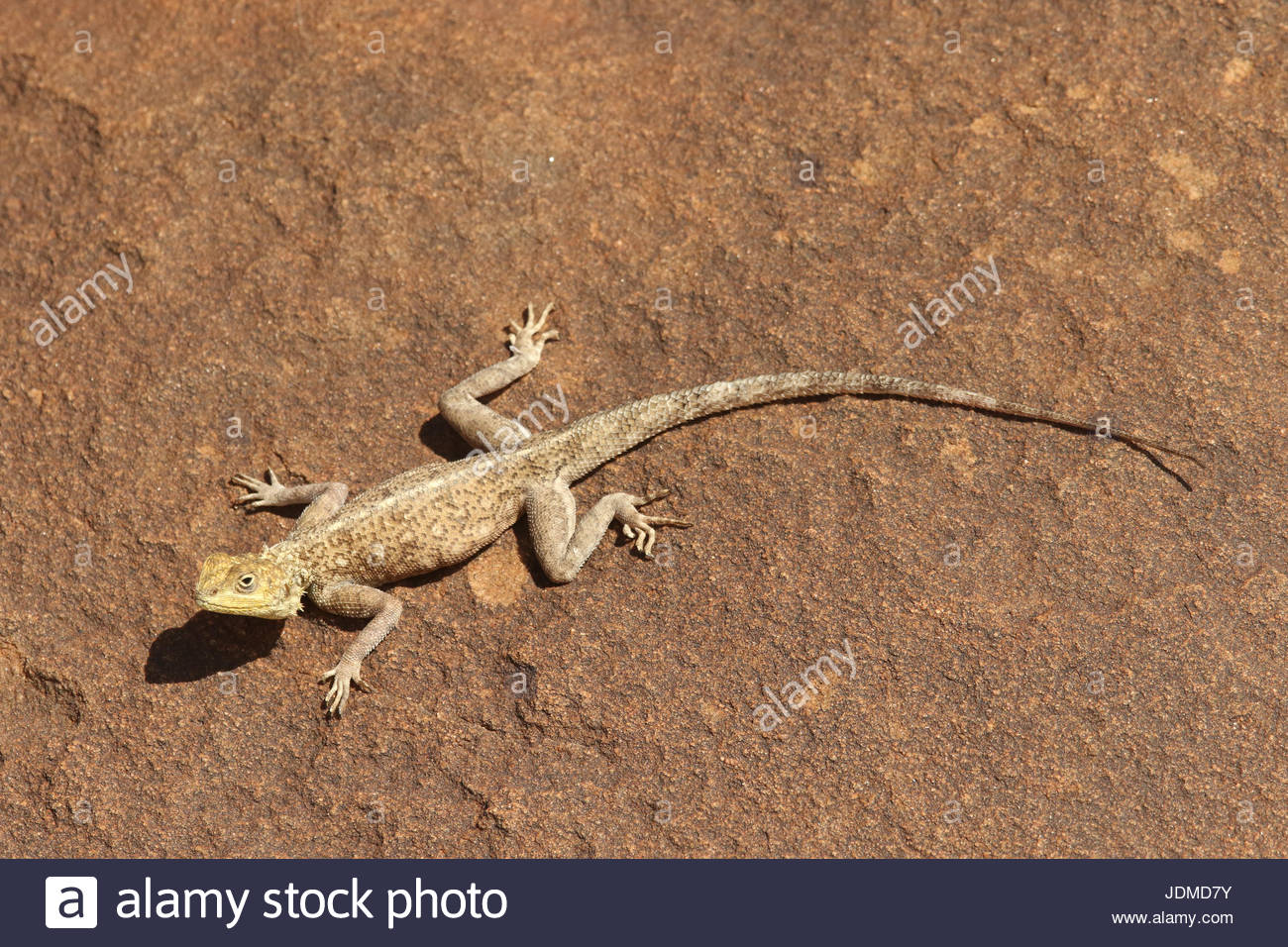 Agama Lizard Female Stock Photos & Agama Lizard Female Stock Images - Alamy