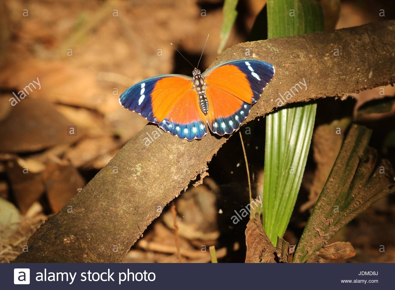 Euphaedra Stock Photos & Euphaedra Stock Images - Alamy