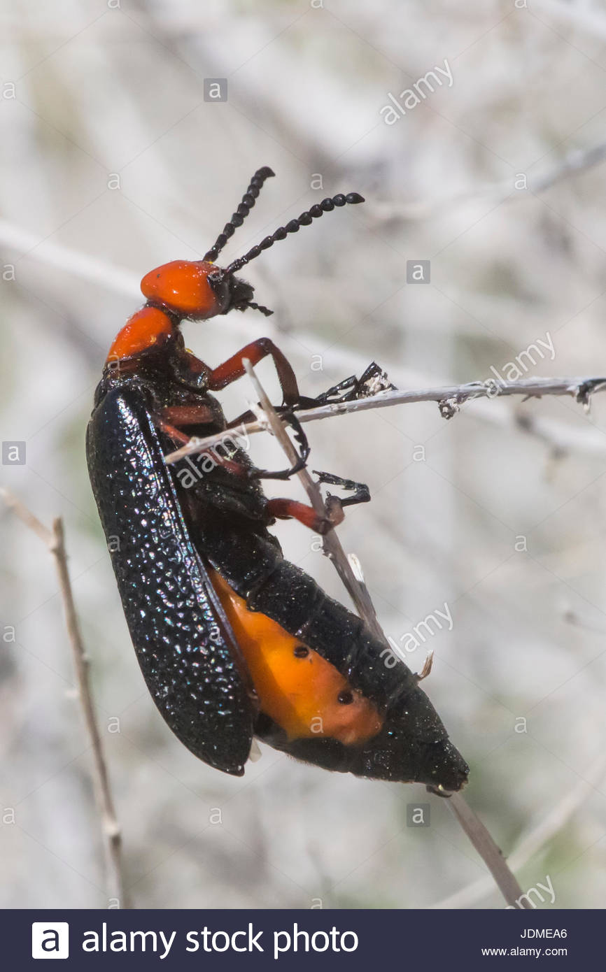 Blister Beetle Stock Photos & Blister Beetle Stock Images - Alamy
