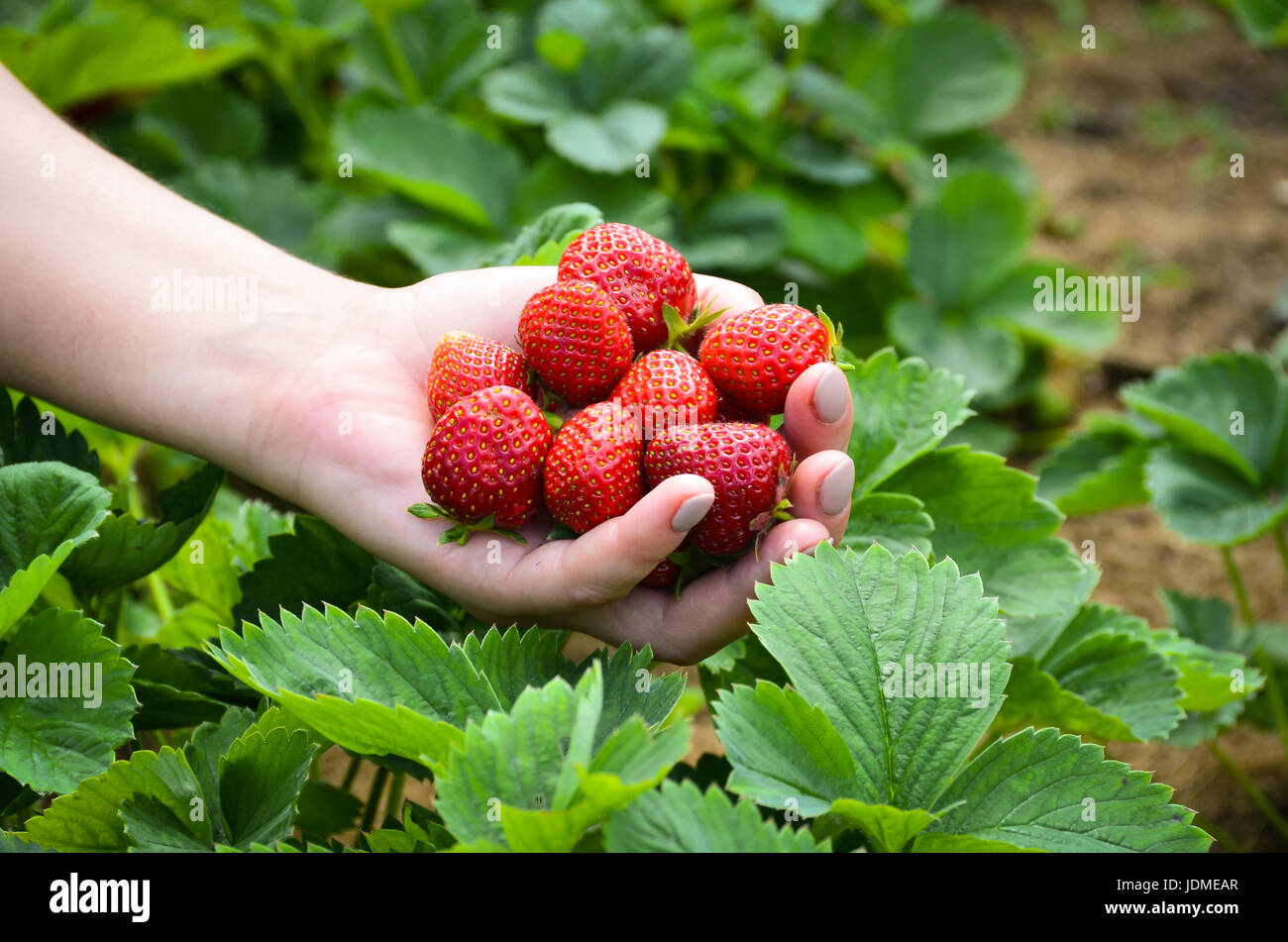 Strawberry field with hand of full fruits Stock Photo - Alamy