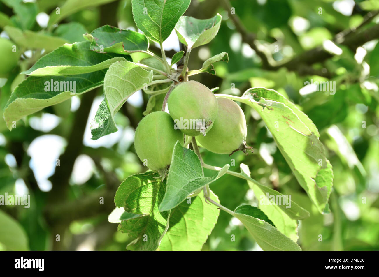 Close up of green crabapple tree Stock Photo - Alamy