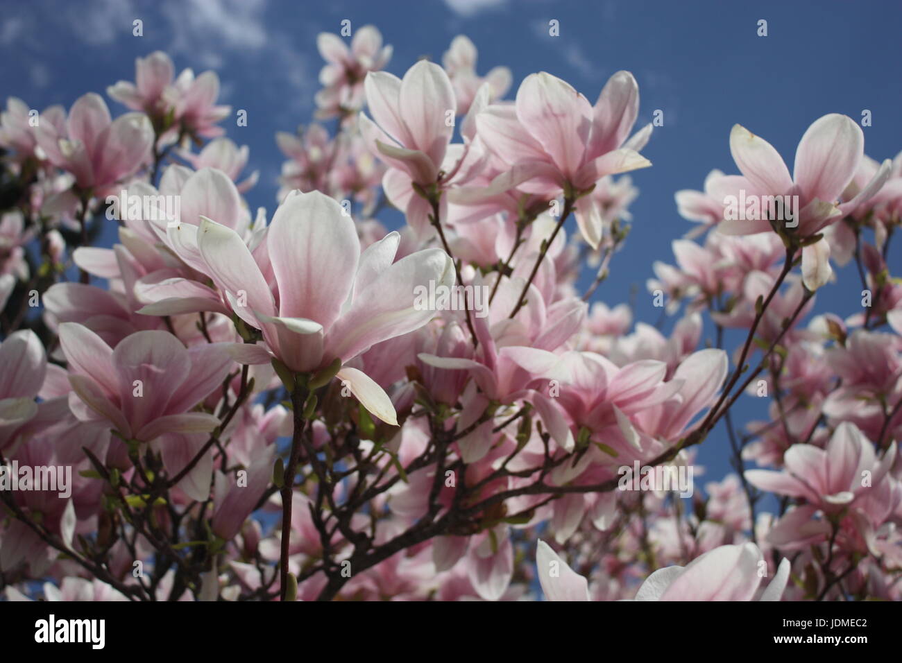 Pink blossom flower,Toronto Canada Stock Photo - Alamy