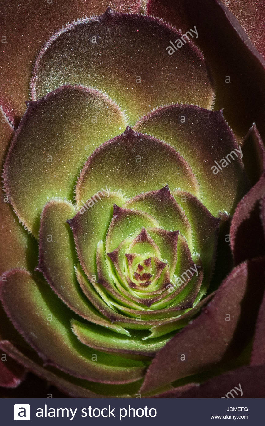 Succulent Aeonium Stock Photos & Succulent Aeonium Stock Images - Alamy