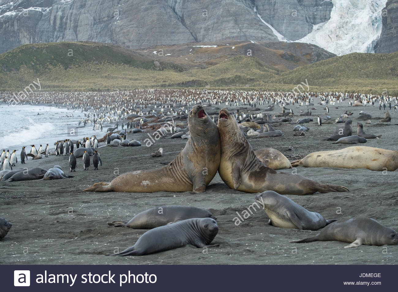 Male Elephant Seals Fighting High Resolution Stock Photography and ...