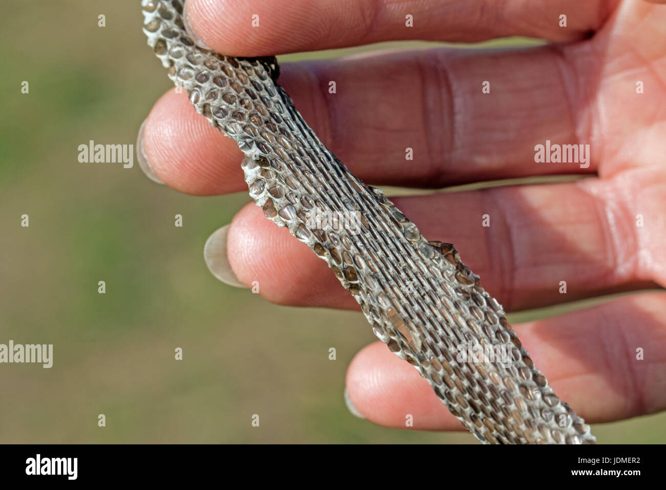 Recently shed skin of European Adder (Vipera berus), Suffolk, England ...