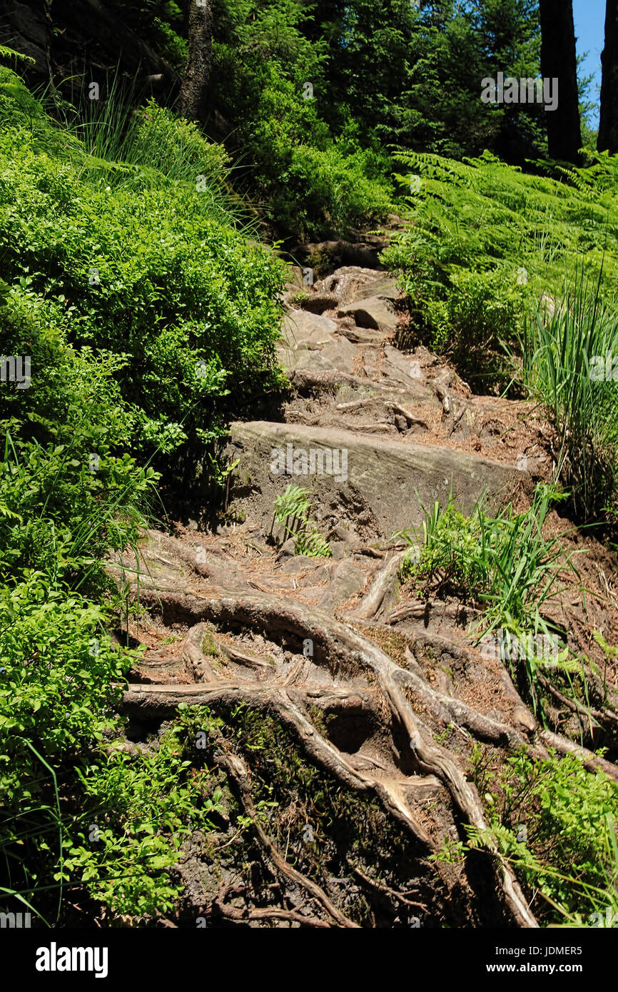 Wilderness trail, National Park Black Forest , Baden-Wuerttemberg ...
