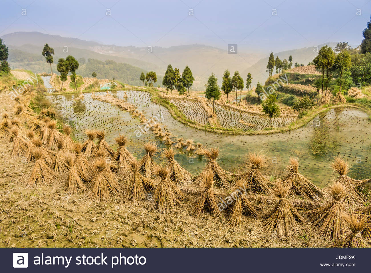 Harvesting Rice Paddies Stock Photos & Harvesting Rice Paddies Stock ...