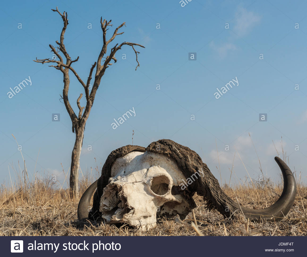 Dead Buffalo Stock Photos & Dead Buffalo Stock Images - Alamy