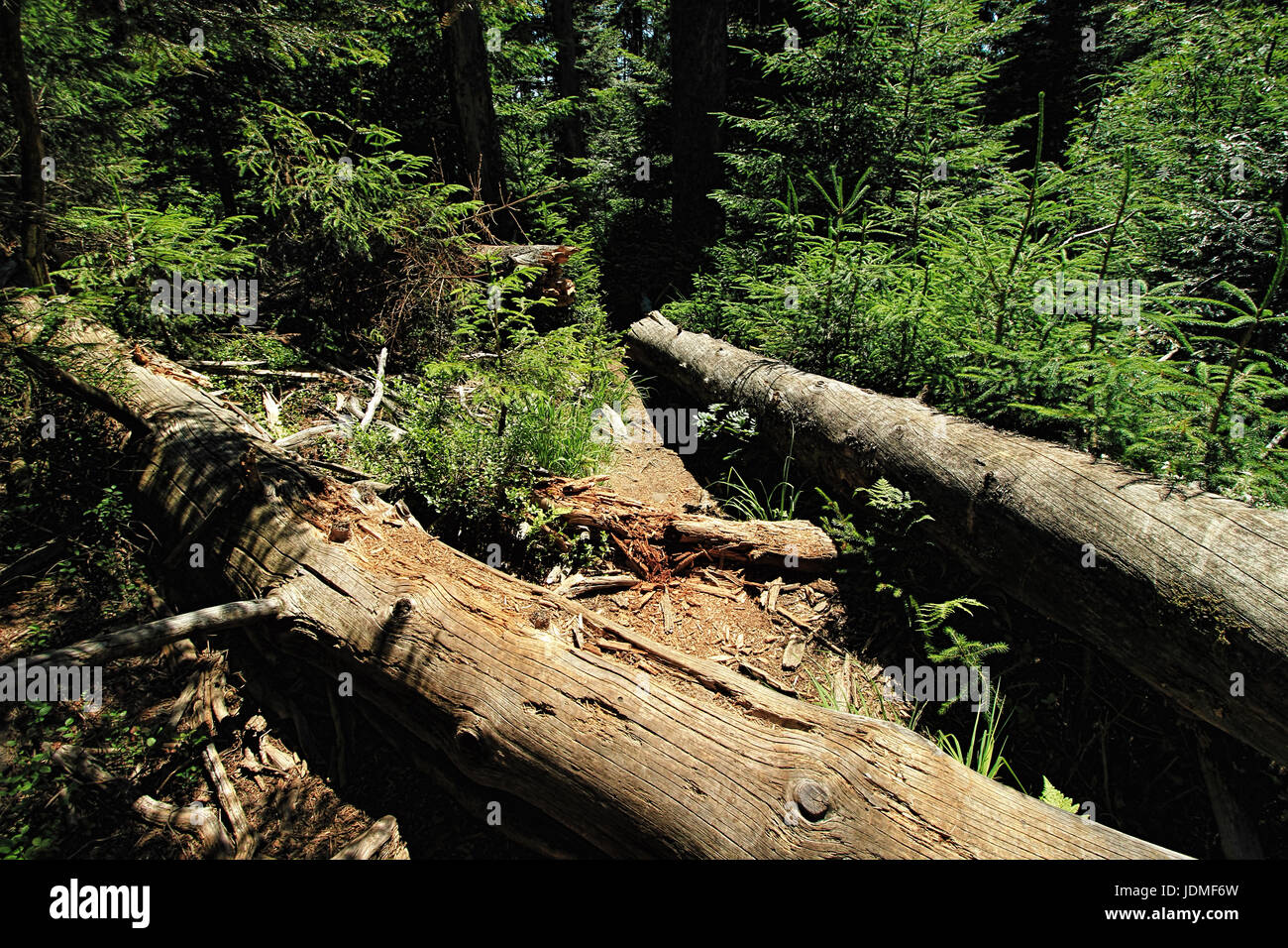 Wilderness trail, National Park Black Forest , Baden-Wuerttemberg ...