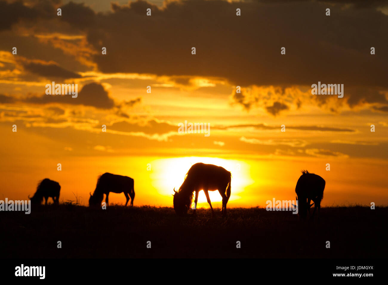 Wildebeast at Sunset Stock Photo - Alamy