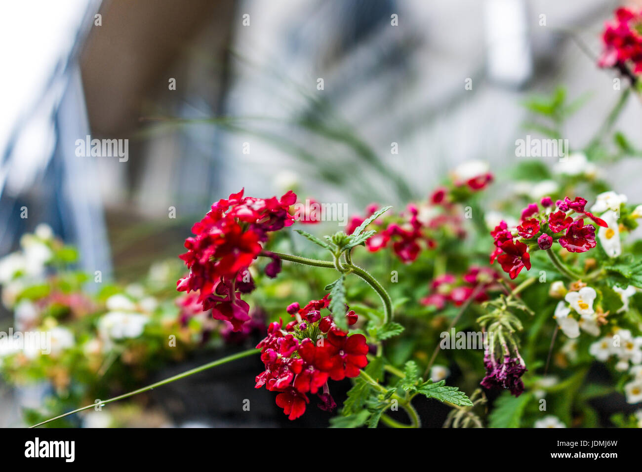 Verbena verbena peruviana bloom hi-res stock photography and images - Alamy