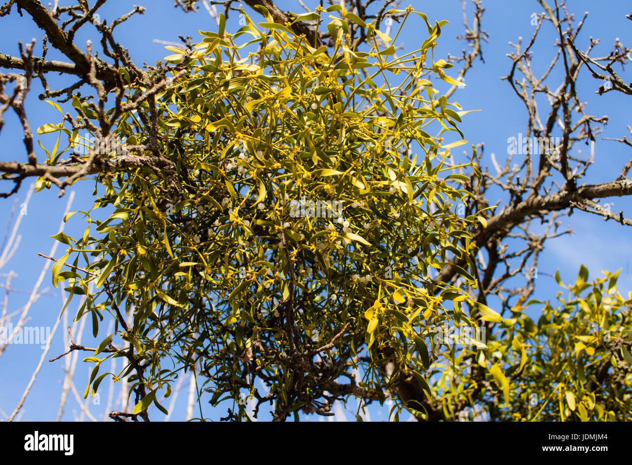 Illuminated by sunlight Mistletoe grows on a tree, close-up Stock Photo ...
