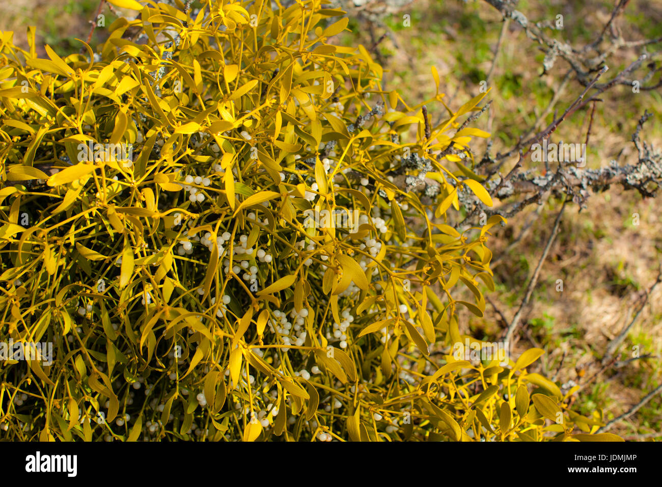 A bunch of mistletoe close up hi-res stock photography and images - Alamy