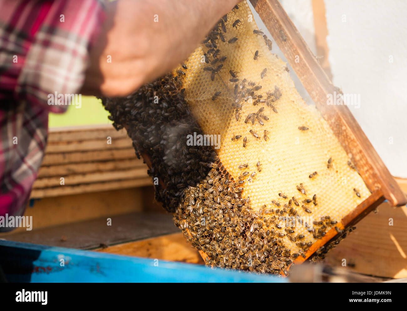 Beekeeper holding the honey comb with bees Stock Photo - Alamy