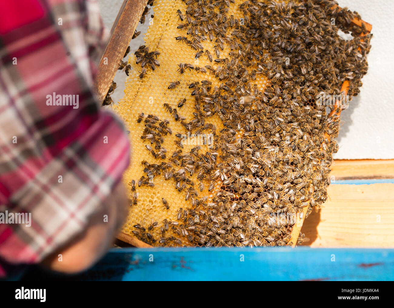 Beekeeper holding the honey comb with bees Stock Photo - Alamy