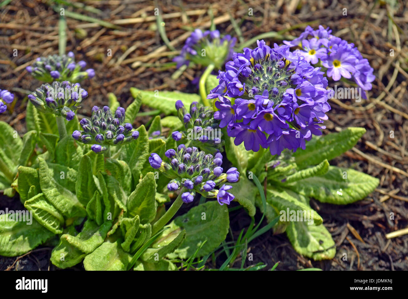 Field violet wild mountain flowers hi-res stock photography and images ...