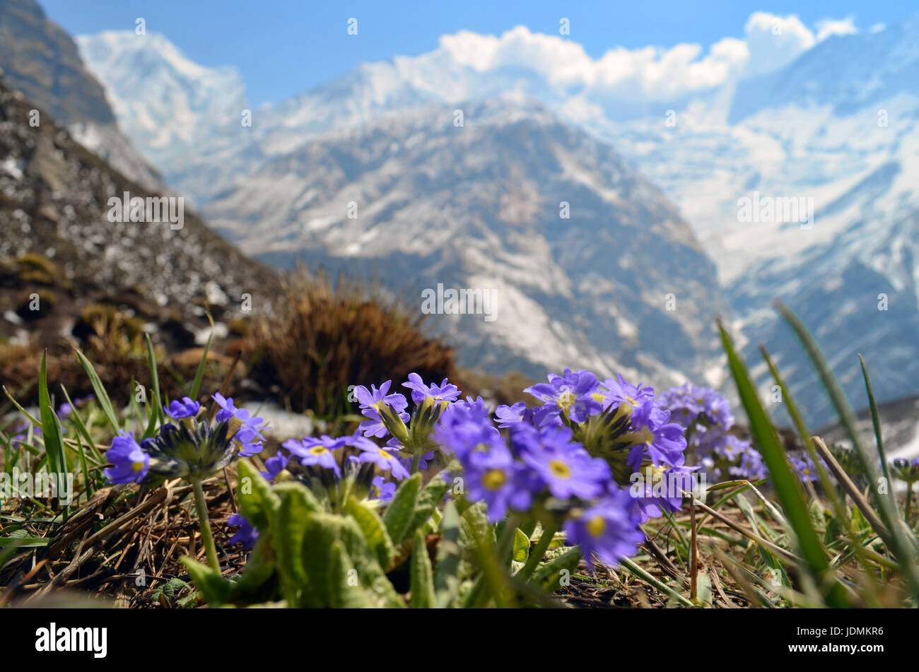 National flower of nepal hi-res stock photography and images - Alamy