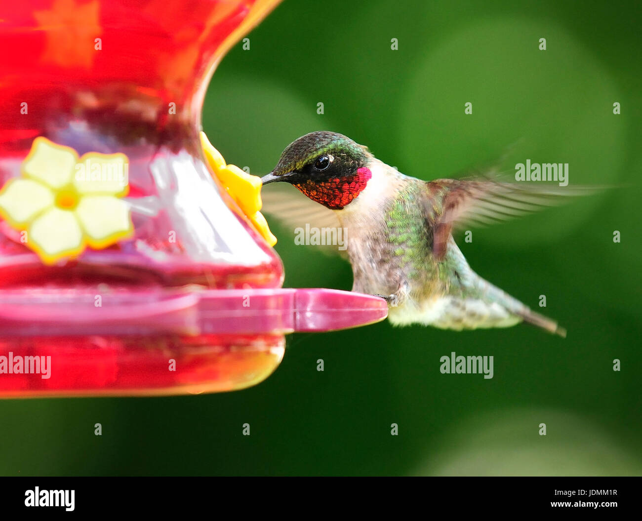 Close-up of male Ruby Throated Hummingbird feeding Stock Photo - Alamy