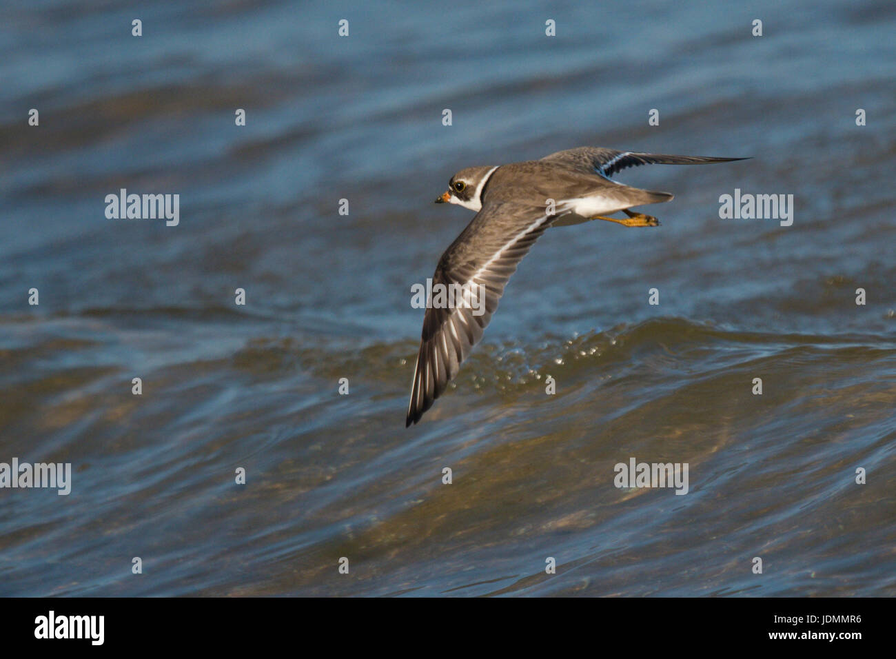 Semipalmated Plover in flight over wavy water Stock Photo - Alamy