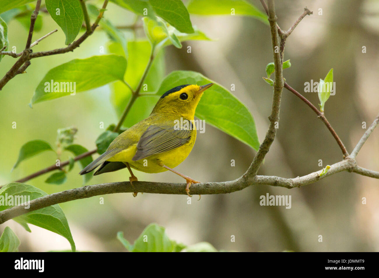 Wilson's Warbler breeding male poses on leafy branch at Magee Marsh ...