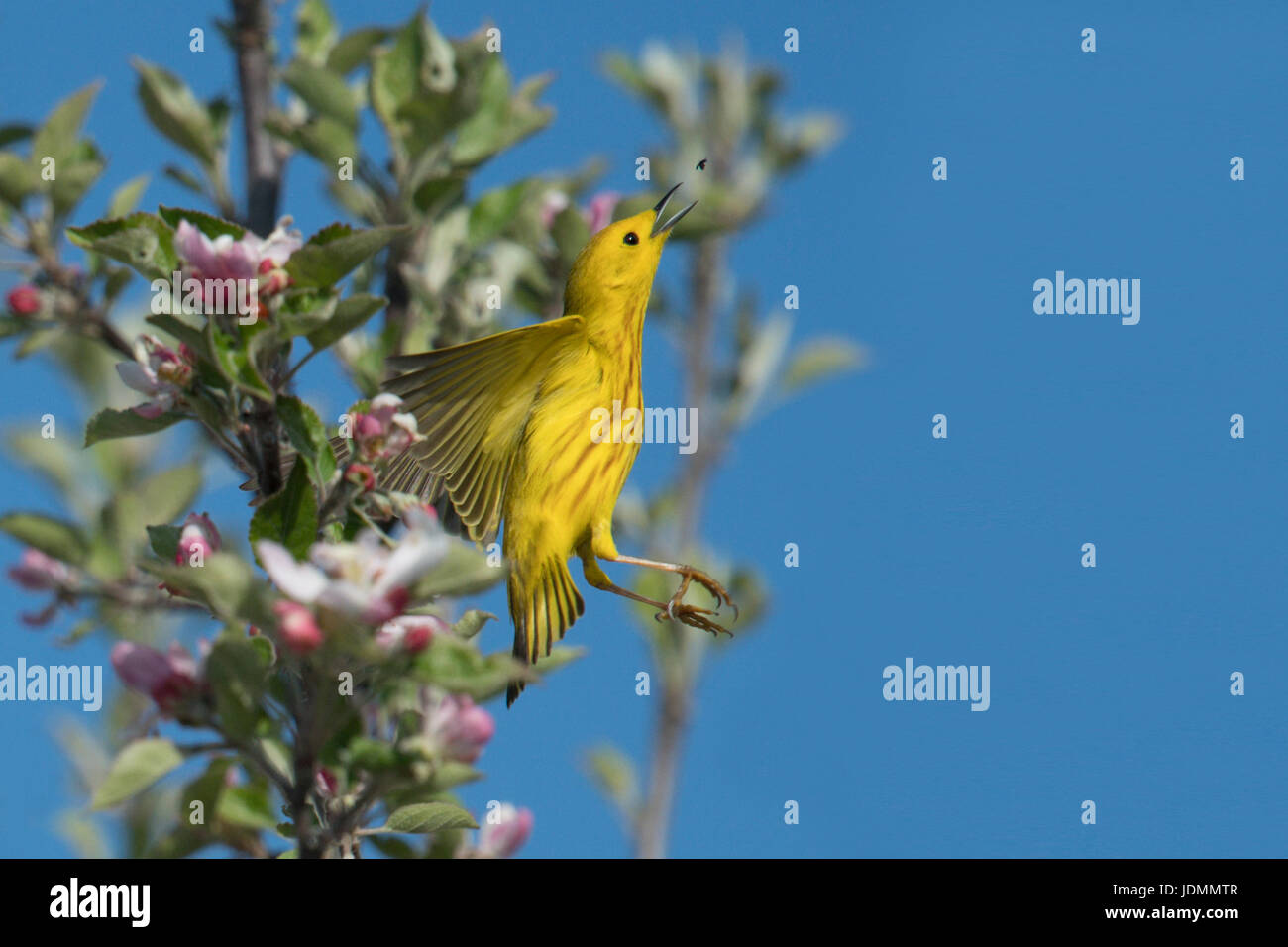 Yellow warbler in flight hi-res stock photography and images - Alamy