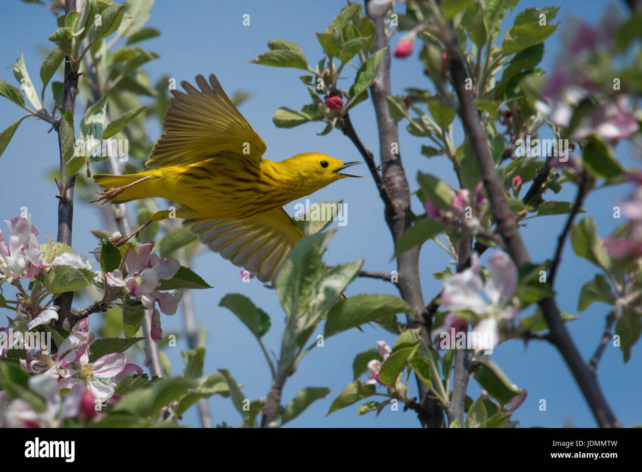 Yellow warbler in flight hi-res stock photography and images - Alamy