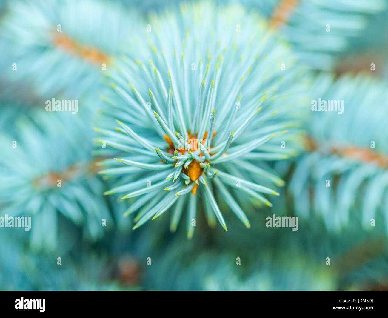 Fir wood spruce forest hi-res stock photography and images - Alamy