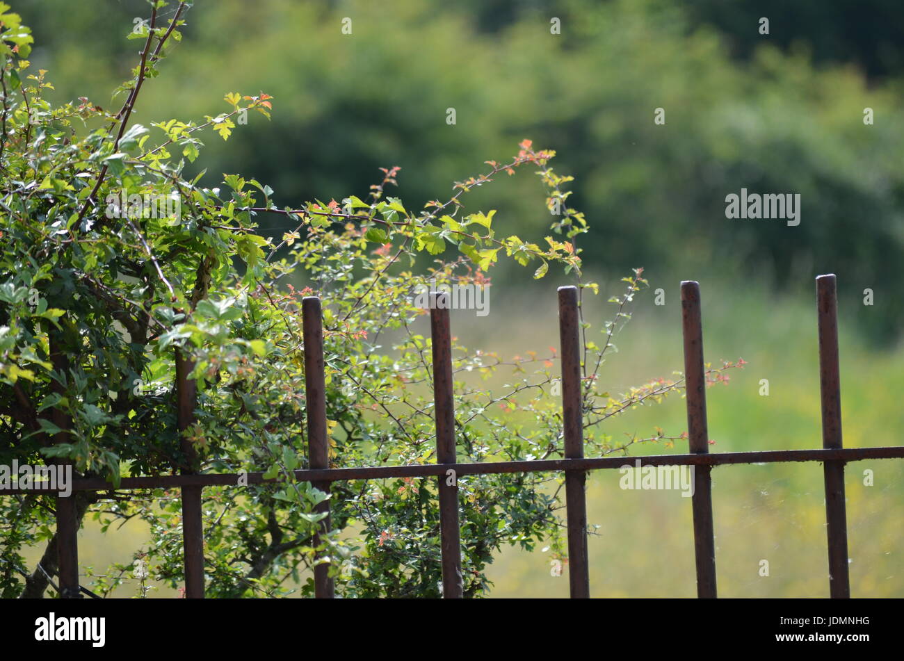 Nature and fence Stock Photo - Alamy