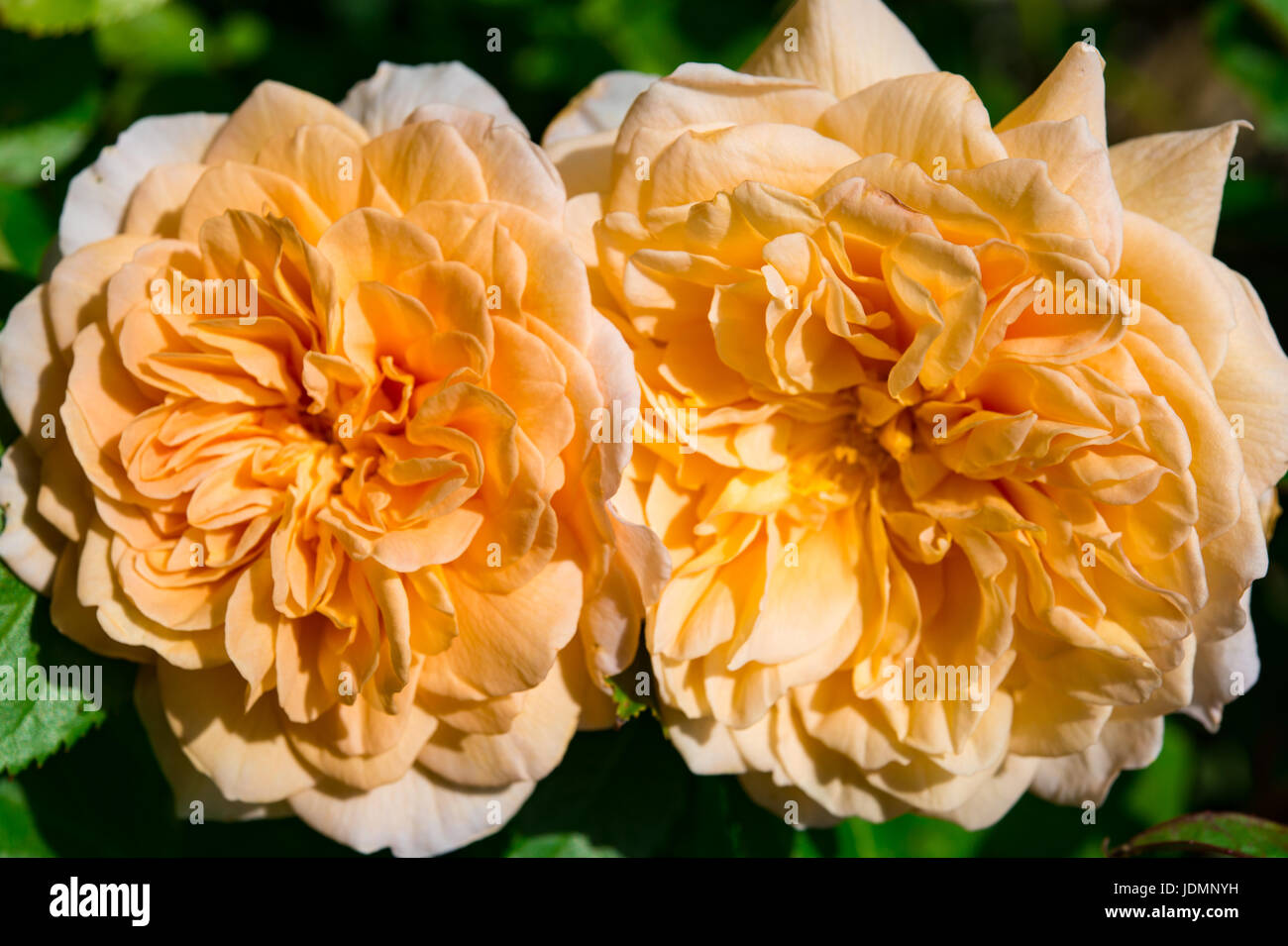 English rose flower hi-res stock photography and images - Alamy