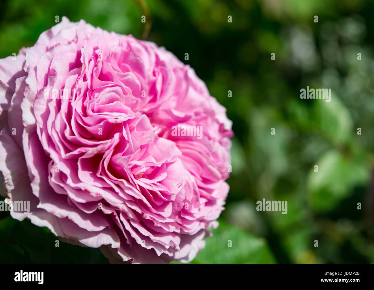 David austin shrub rose hi-res stock photography and images - Alamy