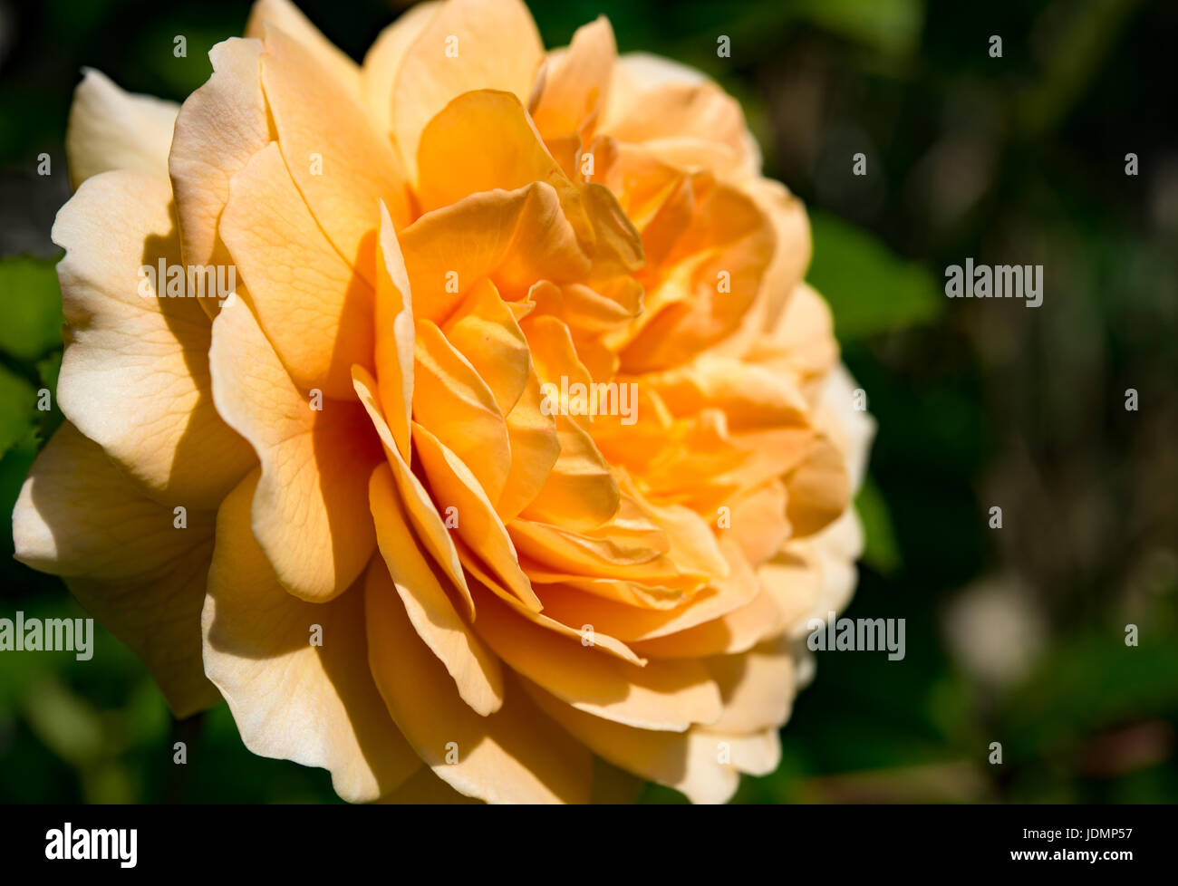 Apricot roses hi-res stock photography and images - Alamy