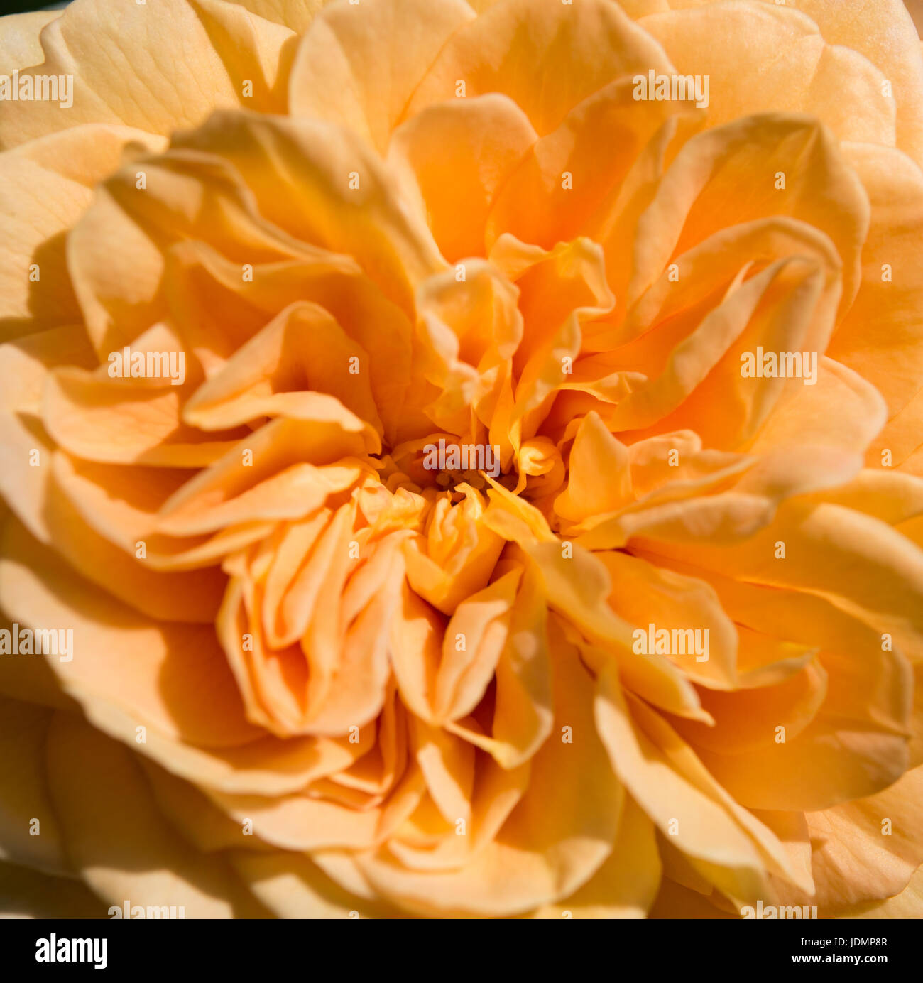 Rose grace auskeppy hi-res stock photography and images - Alamy