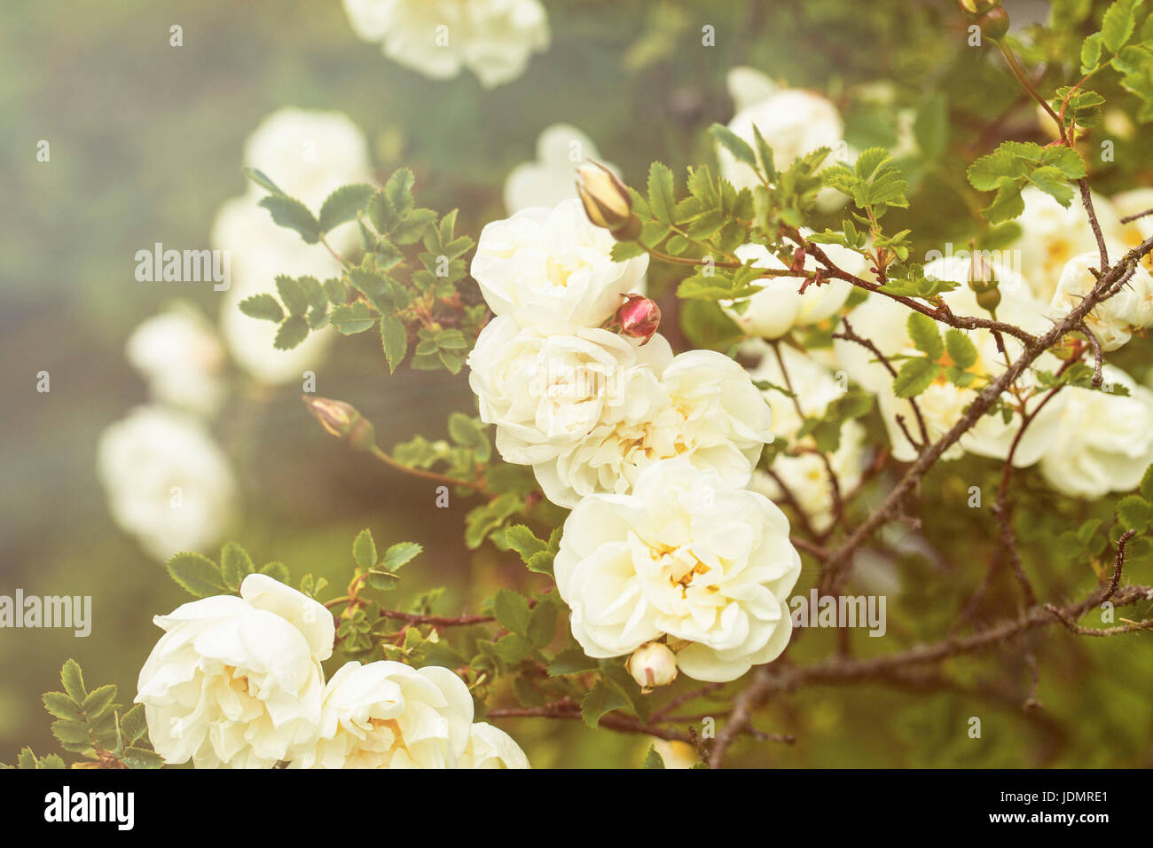 Vintage white flower hi-res stock photography and images - Alamy