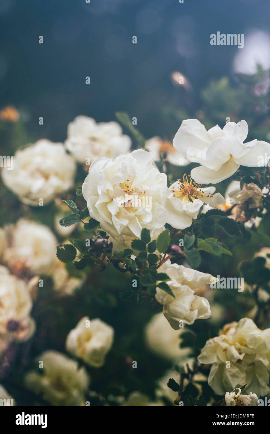 White garden bloom hi-res stock photography and images - Alamy