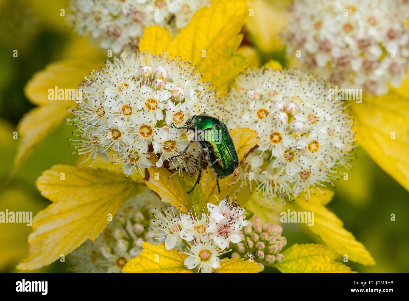 Cetonia aurata, called the rose chafer or the green rose chafer beetle ...
