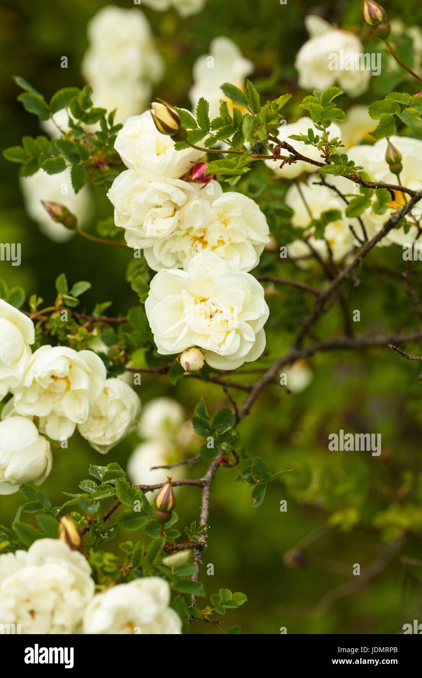 Rosa pimpinellifolia, the burnet rose (also known as Scotch Rose ...
